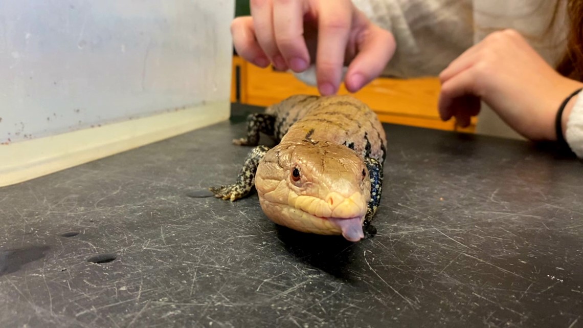 Hands on learning with snakes and reptiles | wnep.com