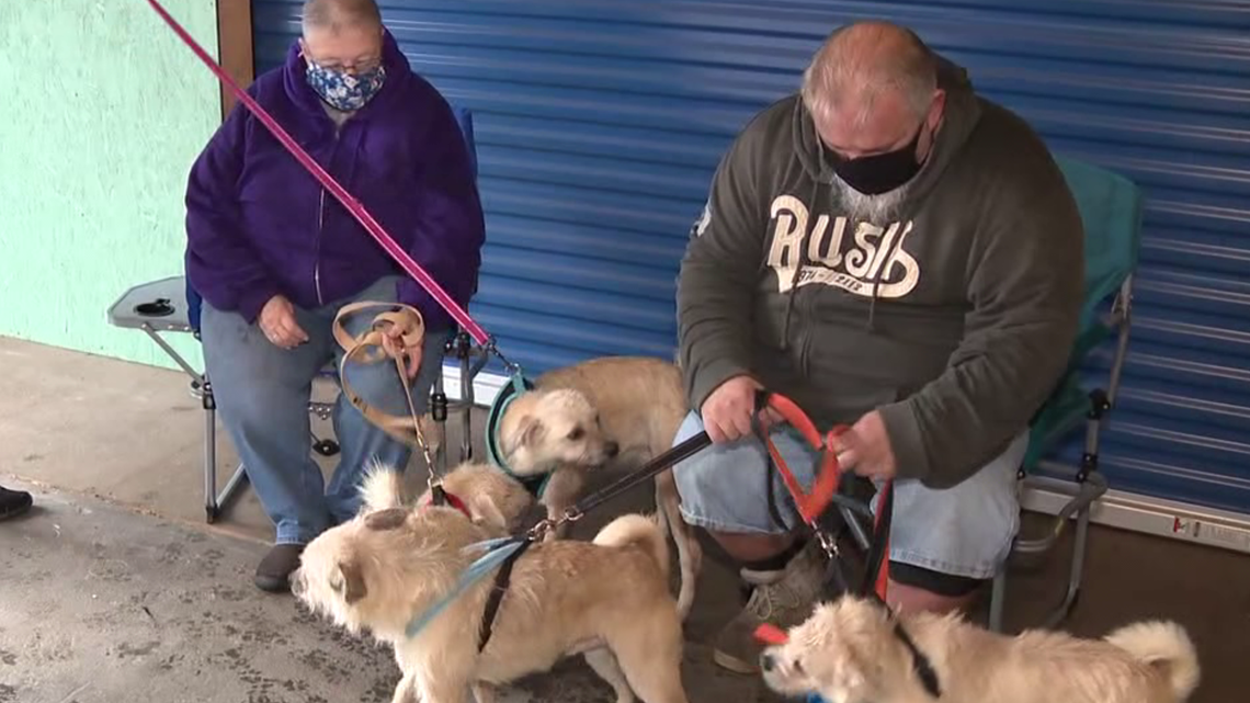 Police looking for information on found dogs | wnep.com