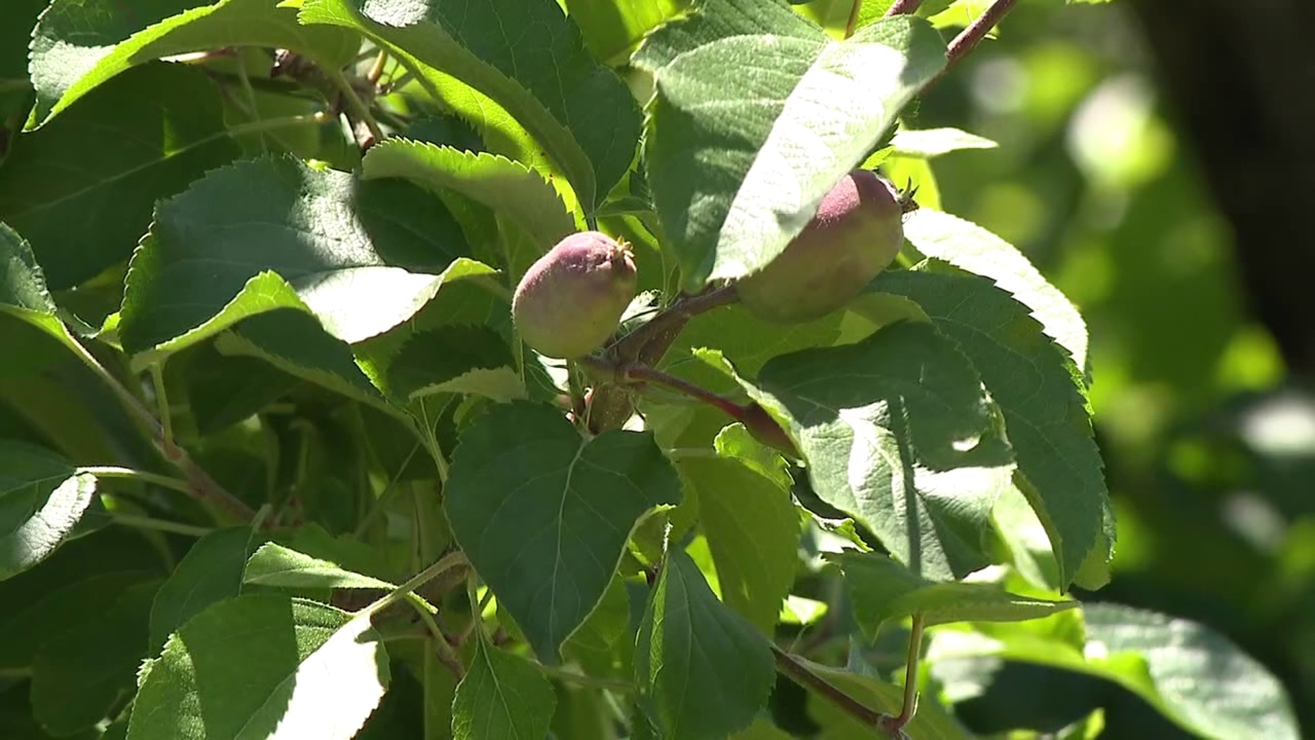 Dries Orchards hopes emergency funds will help after freeze destroys ...