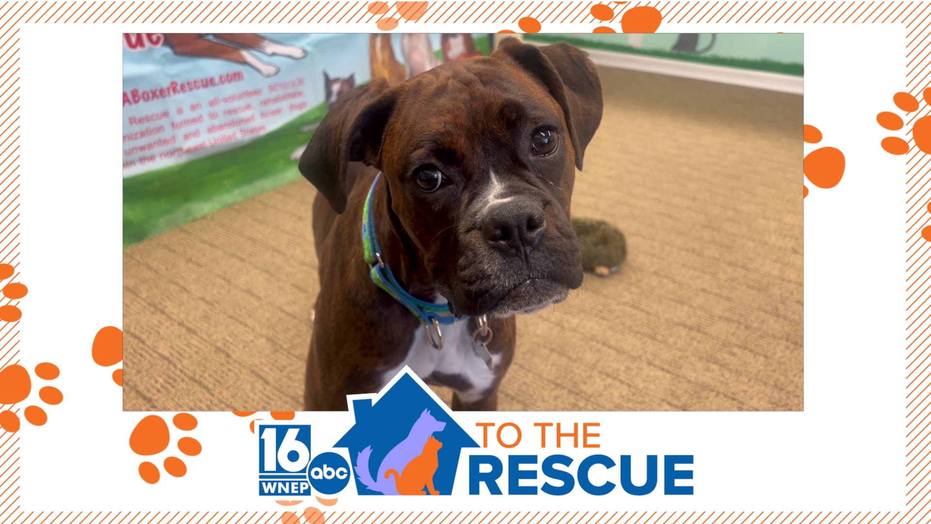 16 To The Rescue: Laila Jane | wnep.com