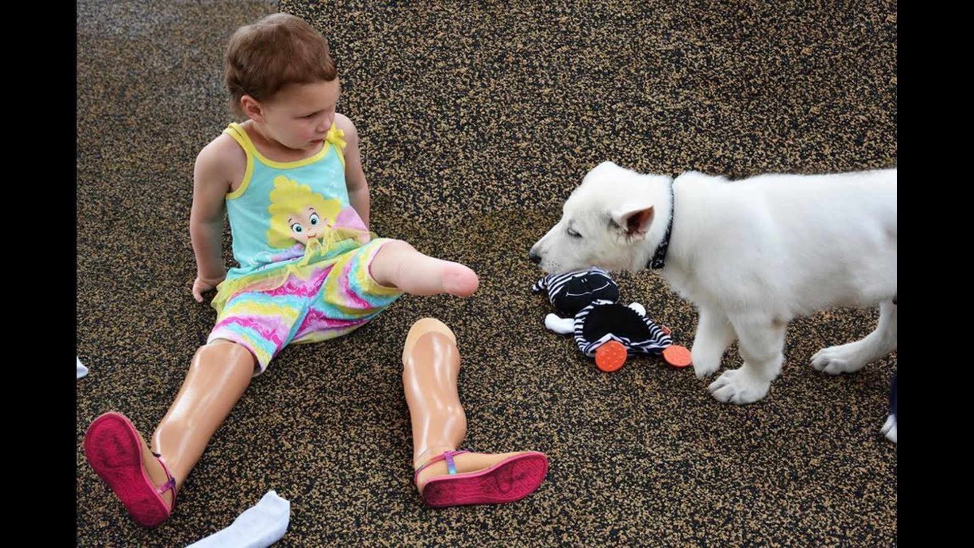 Toddler Born Without Feet Gets Puppy Born Without a Paw | wnep.com