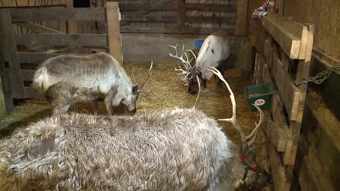 Less than a week until Christmas, the reindeer are getting ready ...