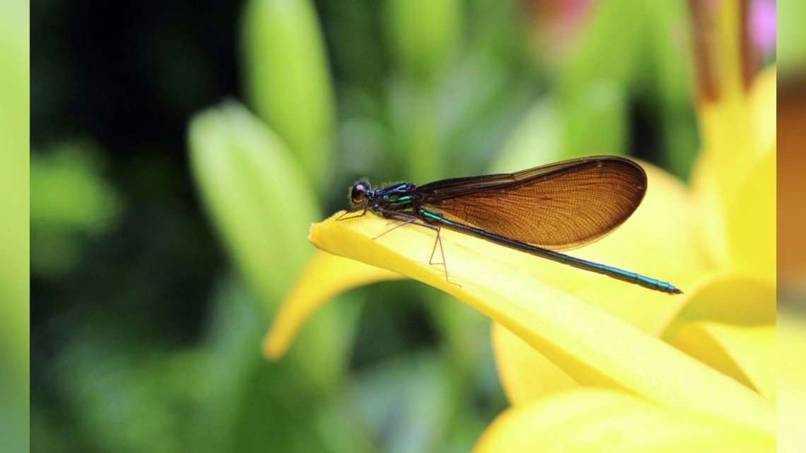 Summer wildlife | PhotoLink Library | wnep.com