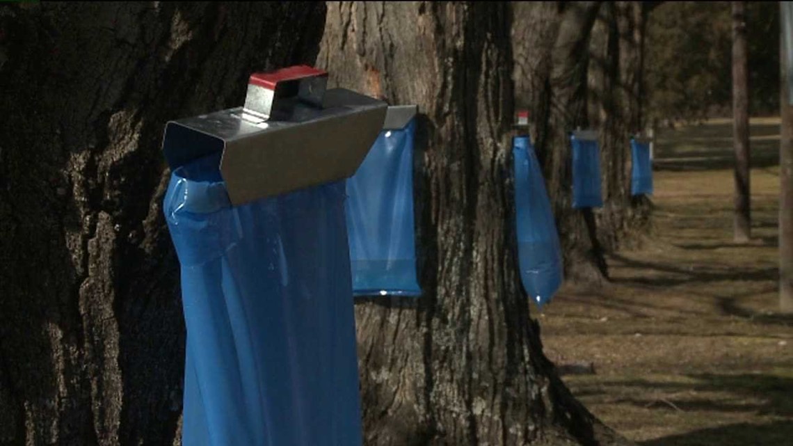 Maple Syrup Farms Flourishing | wnep.com