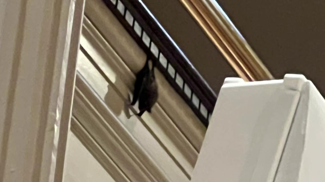 Newswatch 16's Jack Culkin helps catch bat during Ash Wednesday service ...