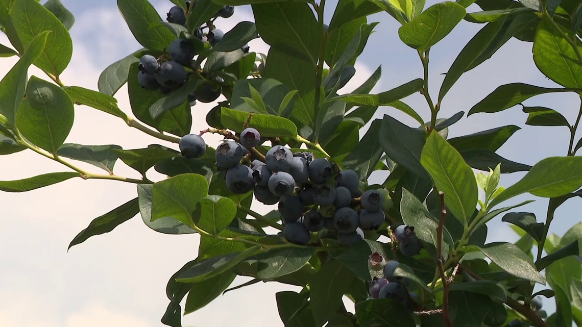 Blueberry picking season arrives early at Green Barn Berry Farm in ...