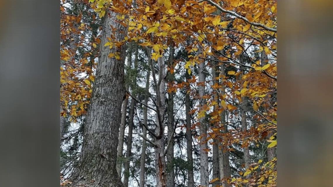 Autumn continues to bloom | PhotoLink Library | wnep.com