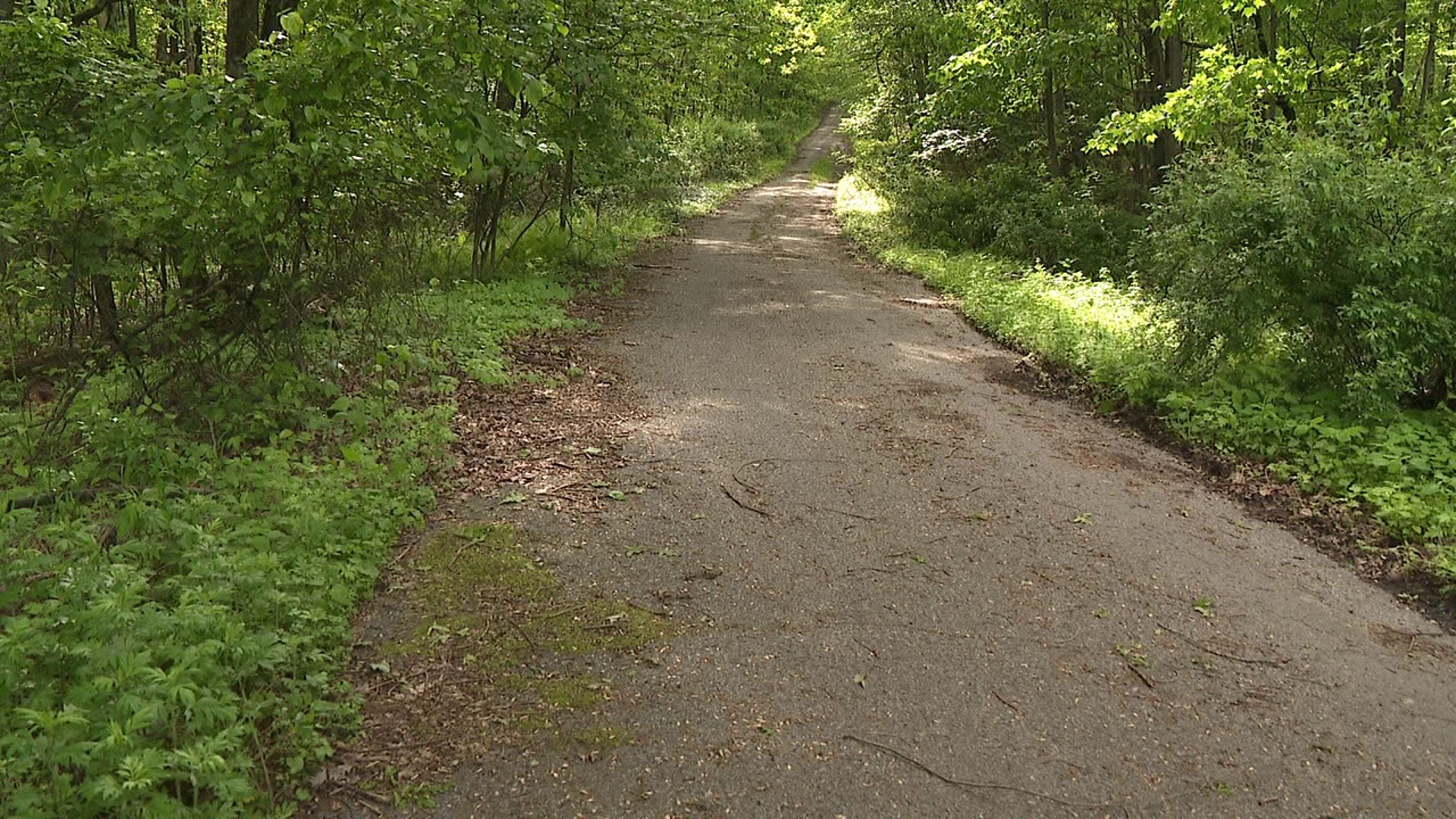 Schuylkill County state police seek person who shot dog | wnep.com