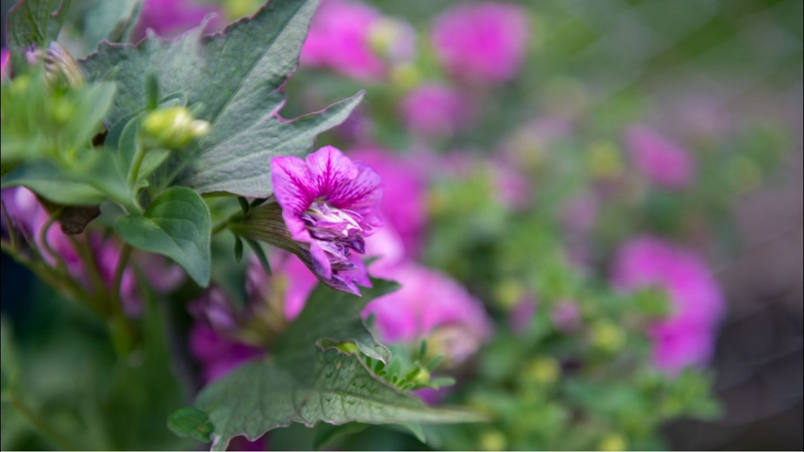 PhotoLink Library - Summer Bloom | wnep.com