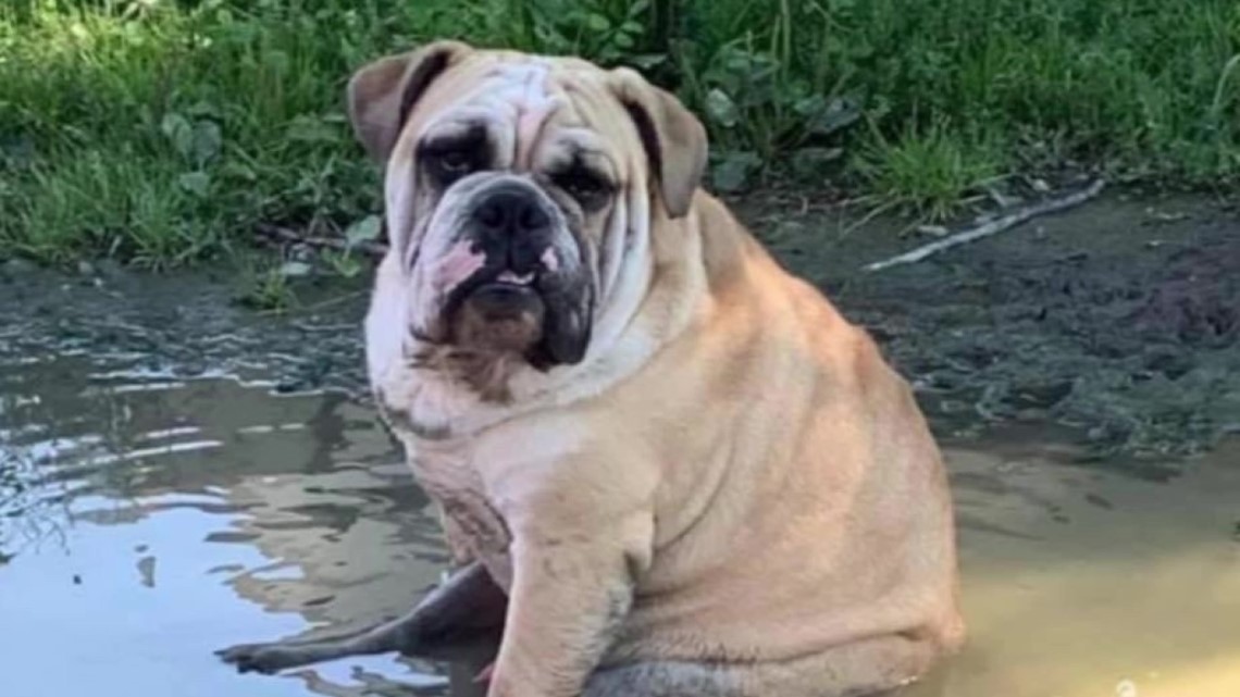 Dogs are vanishing without a trace | fox43.com