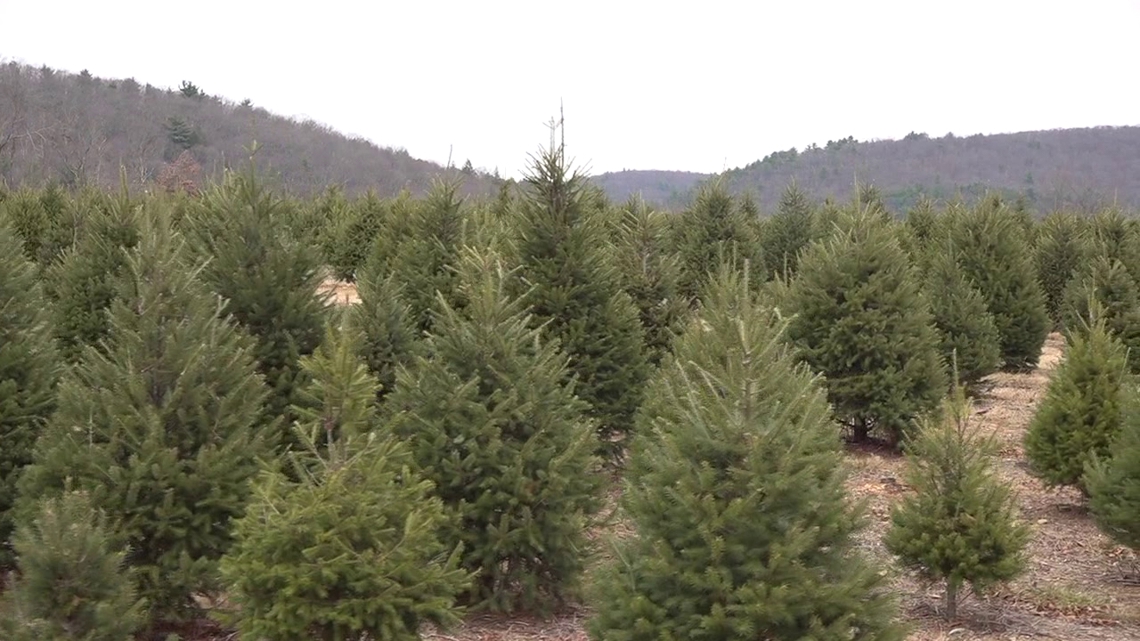 Check It Out with Chelsea | Shopping for the perfect Christmas tree ...