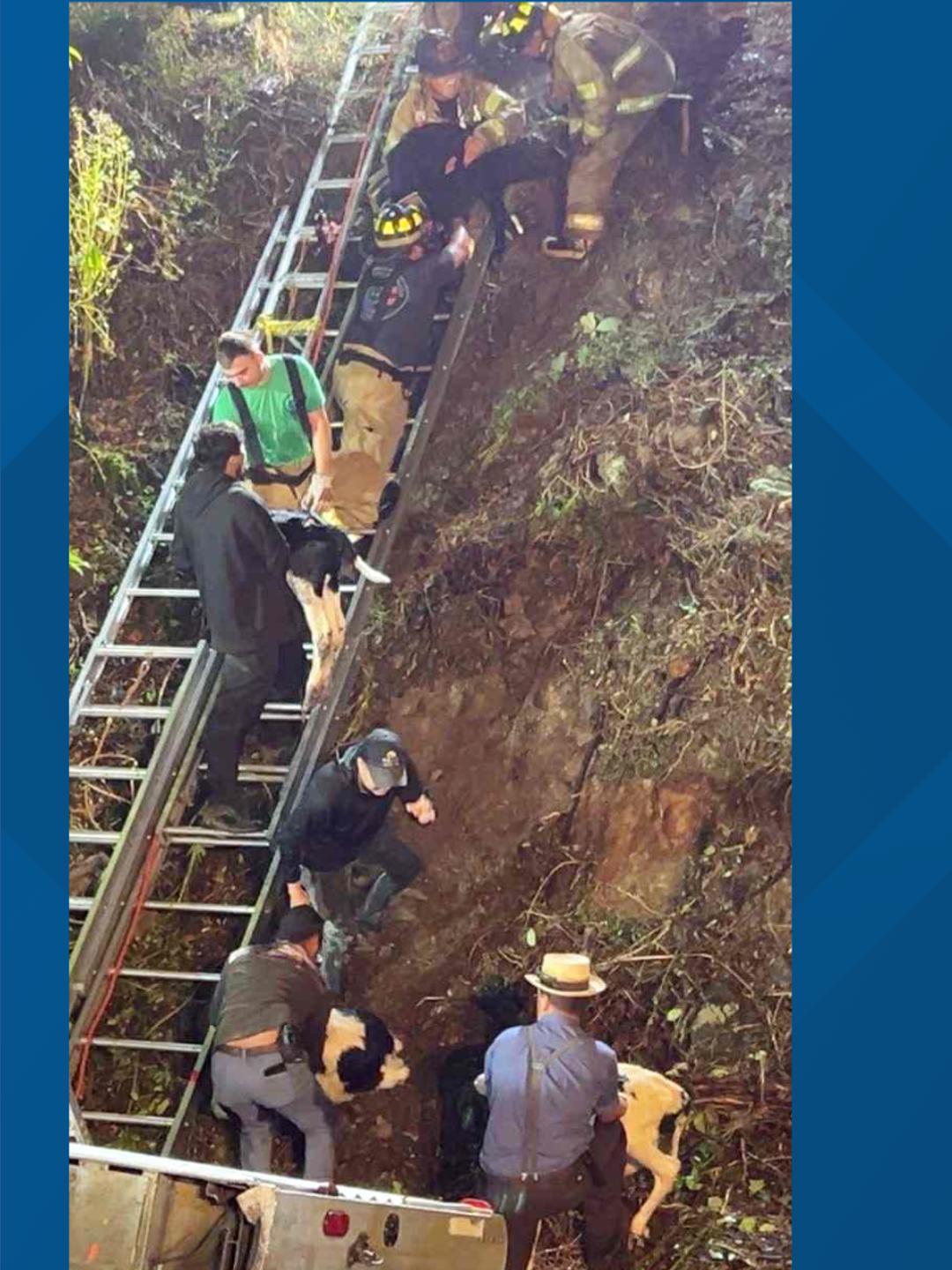 Fire crews rescue dozens of calves after crash in Snyder County | wnep.com