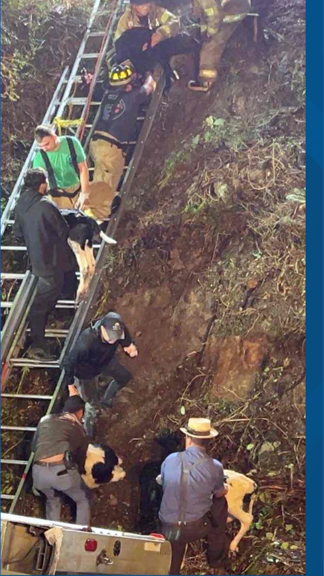 Fire crews rescue dozens of calves after crash in Snyder County | wnep.com