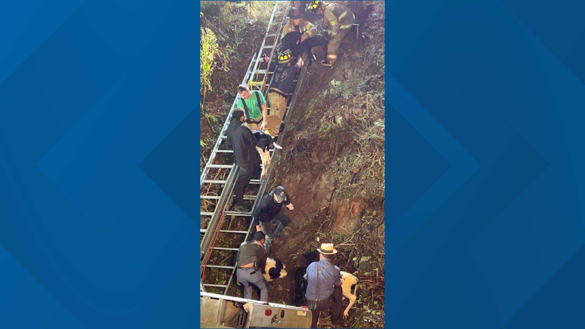 Fire crews rescue dozens of calves after crash in Snyder County | wnep.com