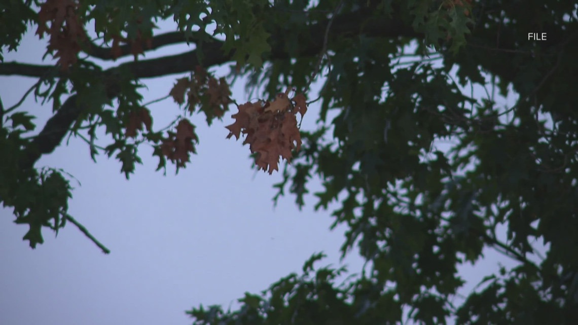 Iowa DNR offering $875K in grants to help plant trees across the state ...