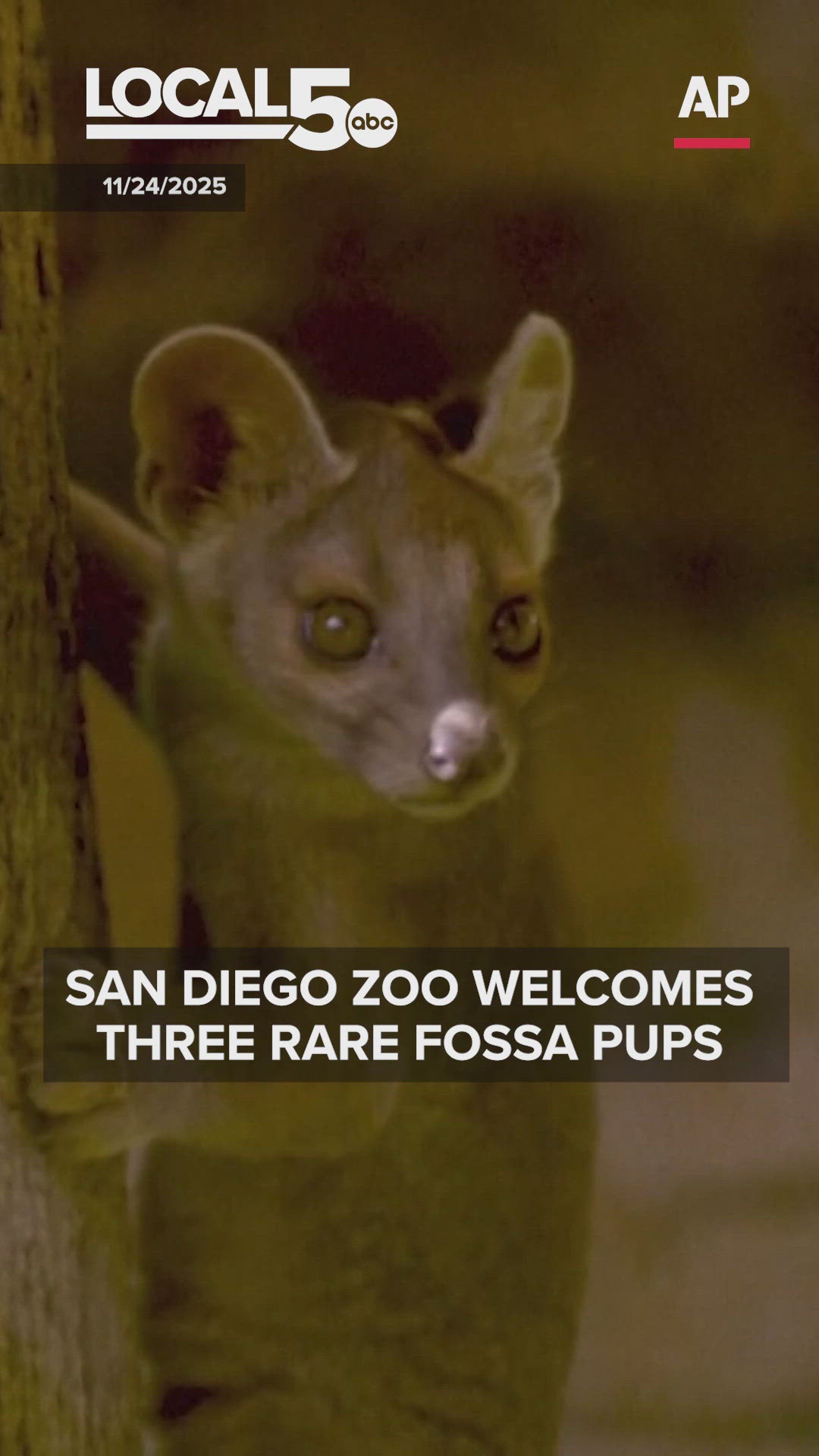 San Diego Zoo welcomes three rare fossa pups | weareiowa.com