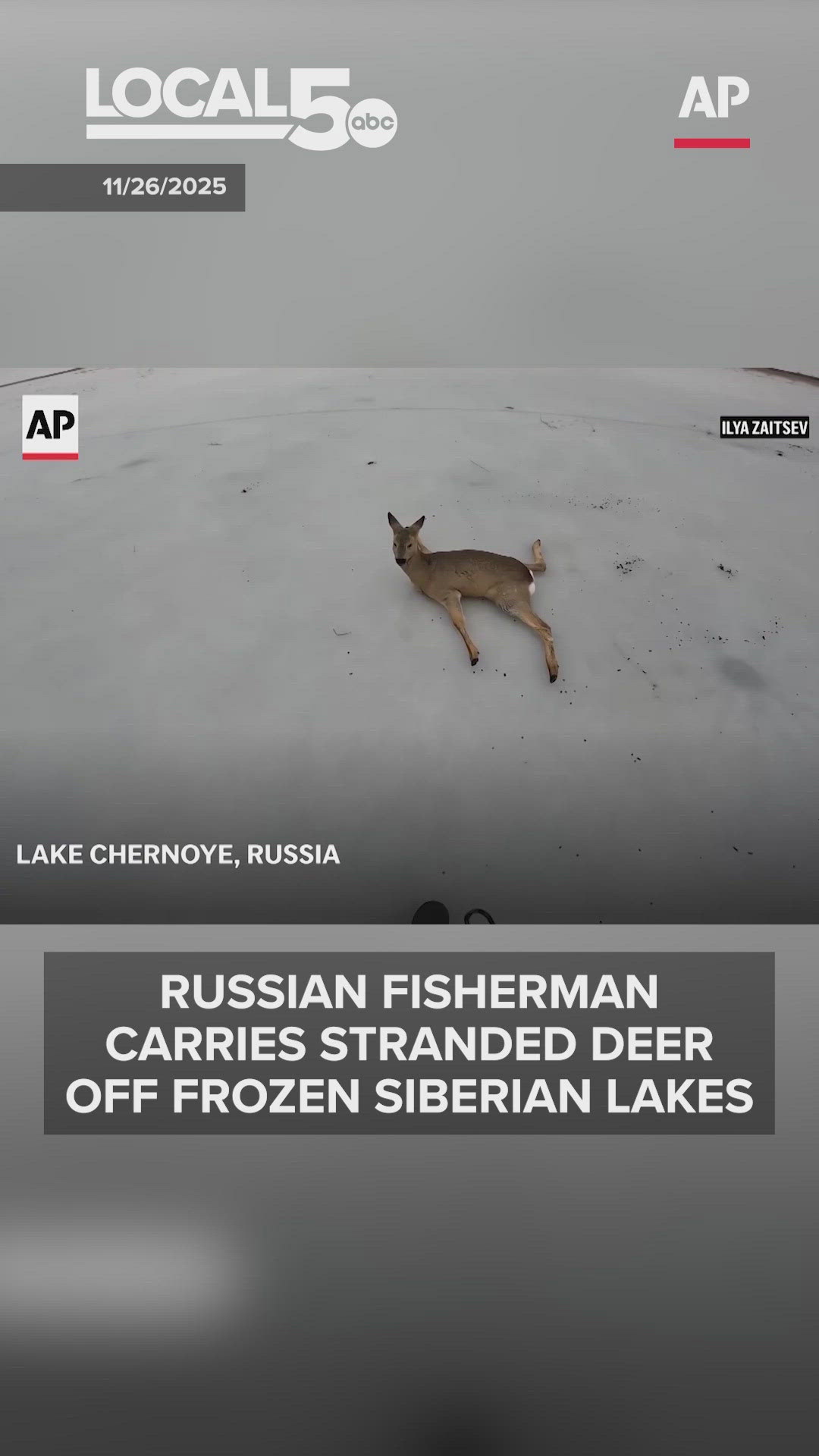 Russian fisherman carries stranded deer off frozen Siberian lakes ...