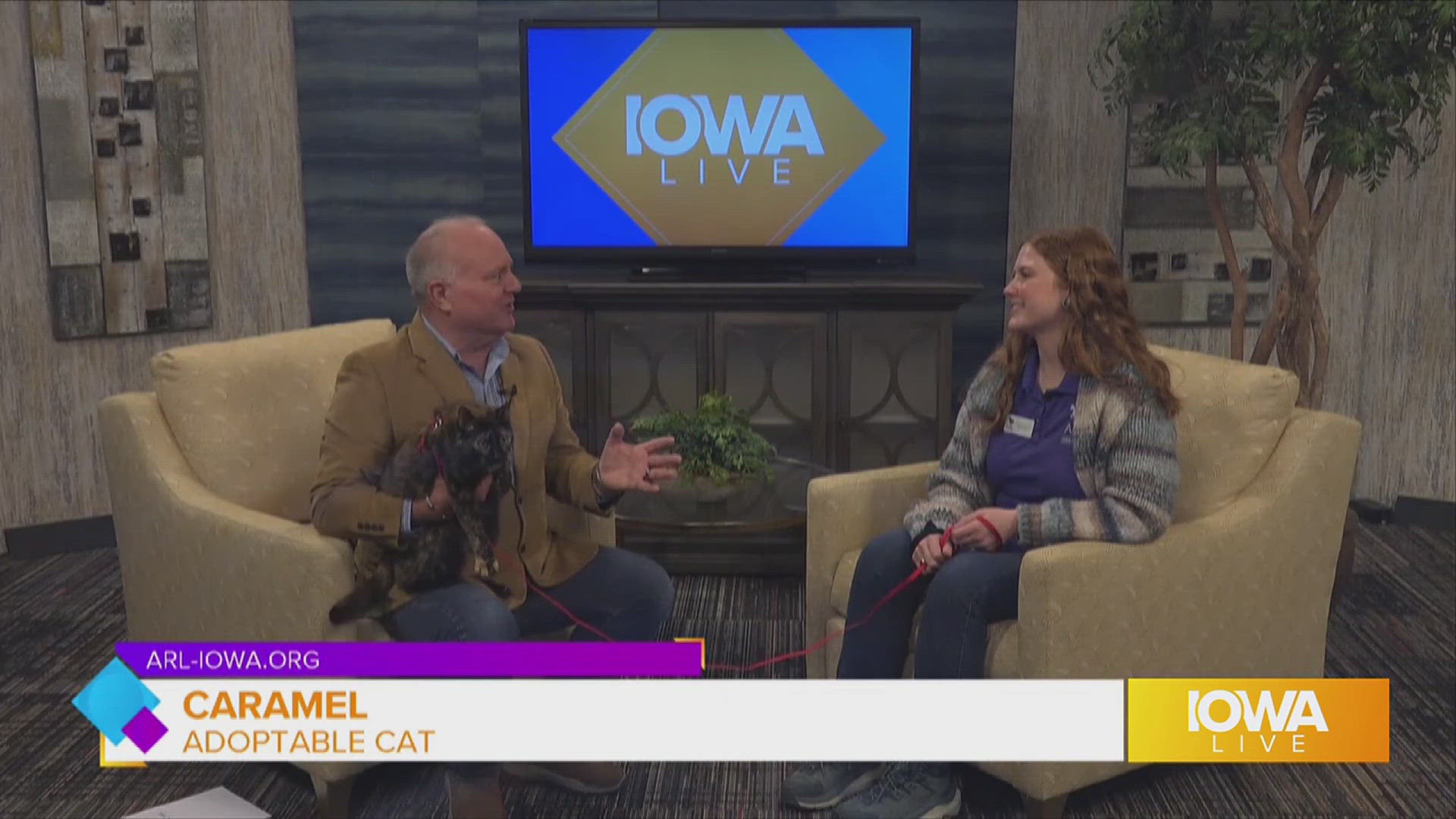 "She's a total lap cat!" Sweet Caramel is available for adoption at the ...