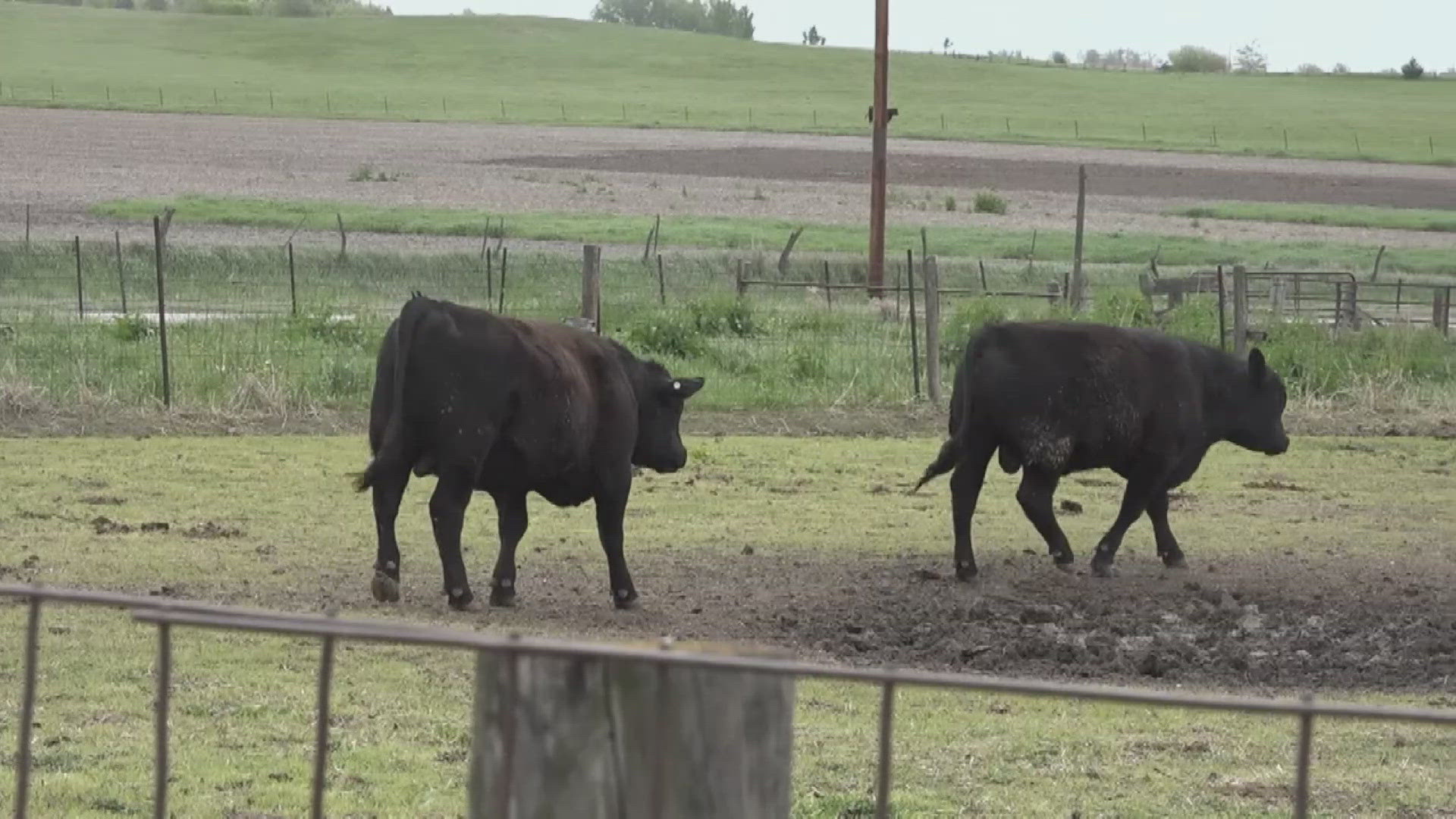 Iowa ranchers say antitrust investigation into meatpackers is overdue ...