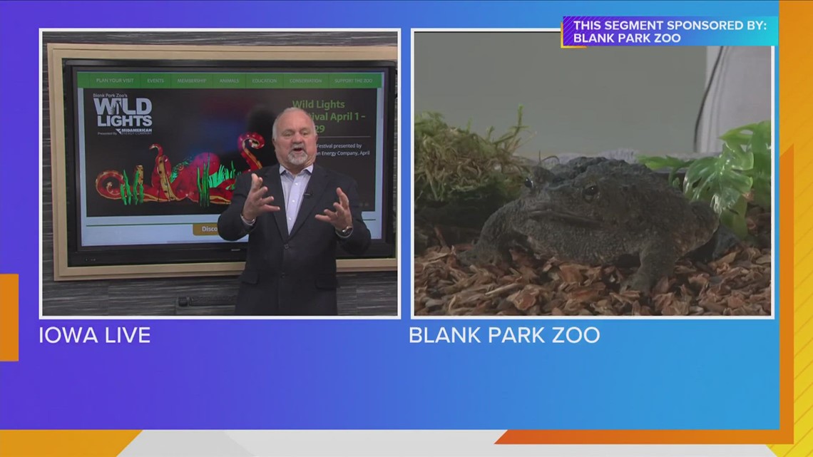 Friendly Toad Visit with the Blank Park Zoo | Paid Content | weareiowa.com