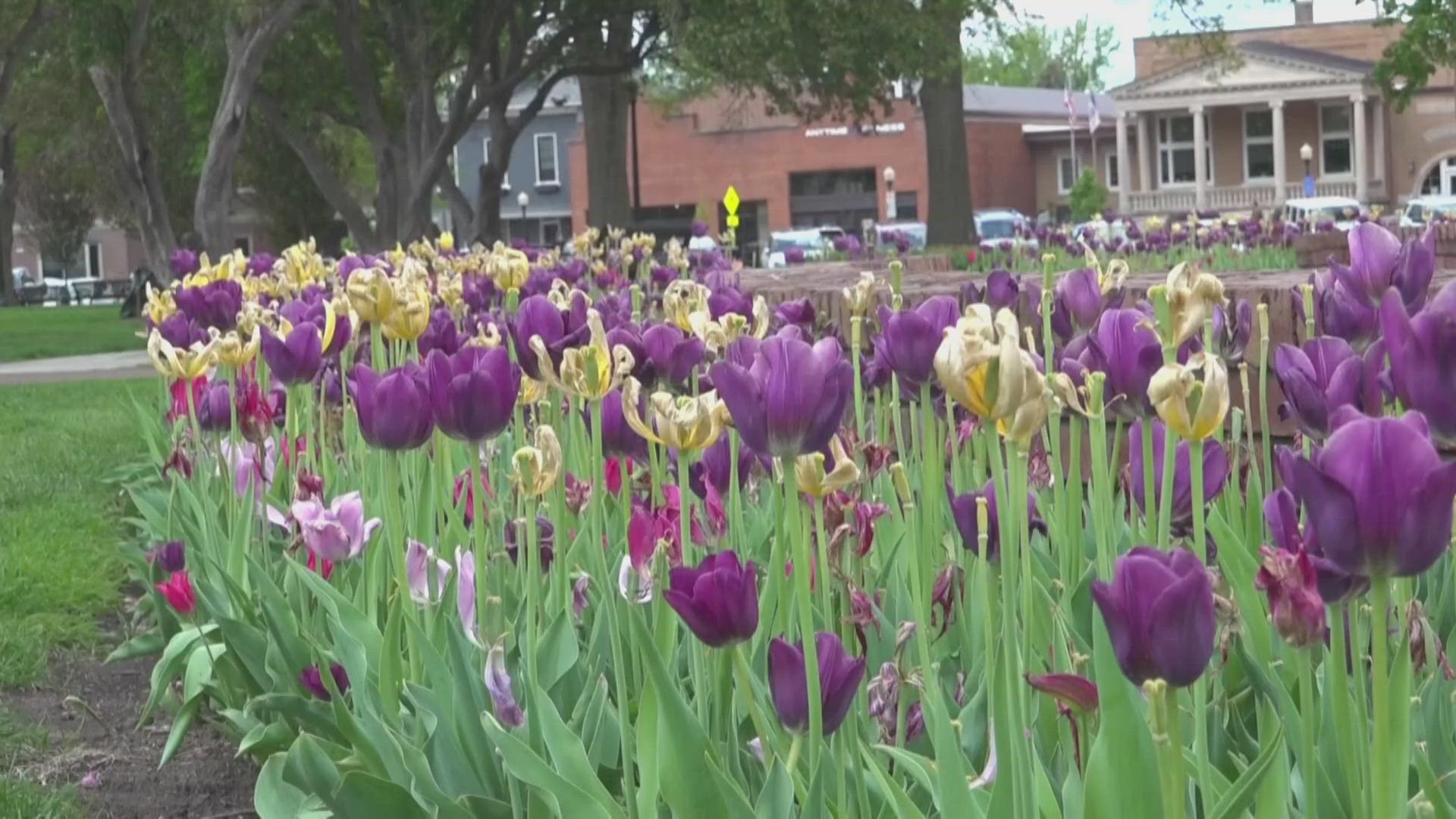 Visitors already roaming downtown Pella as Tulip Time nears | weareiowa.com