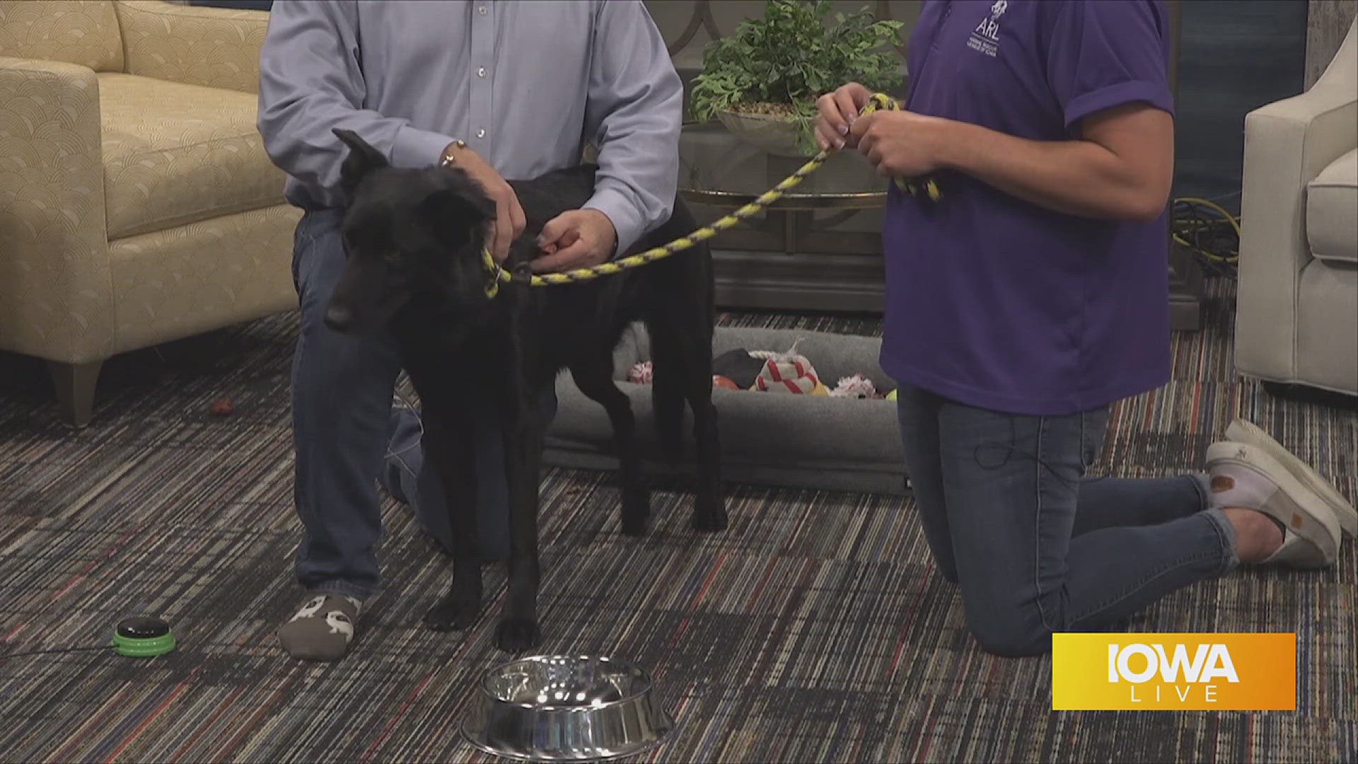 "Doc Holiday" looking for a forever home at the ARL of Iowa ...