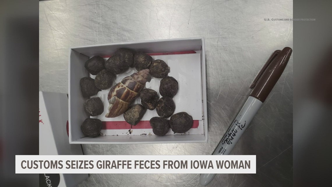 Small box of giraffe poop seized from Iowa woman at MSP airport ...