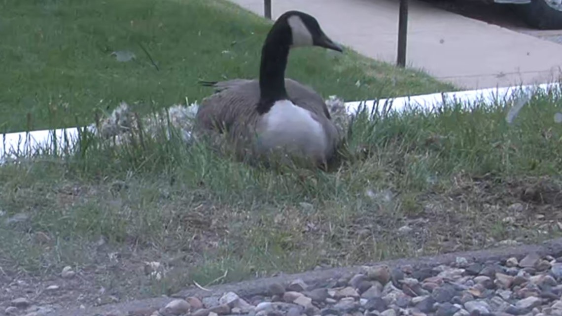 Trust us, you can't just shoo geese away from their nests | weareiowa.com