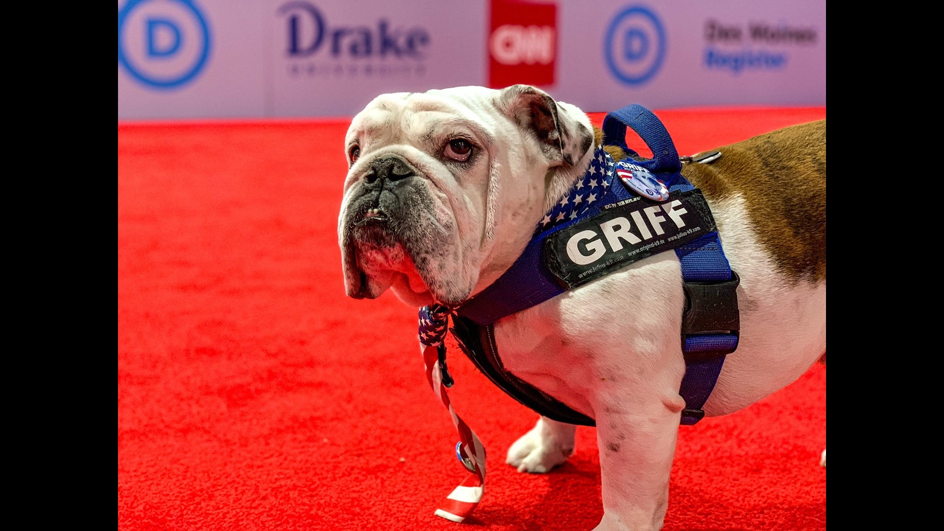 Griff to retire as Drake University’s live mascot | weareiowa.com
