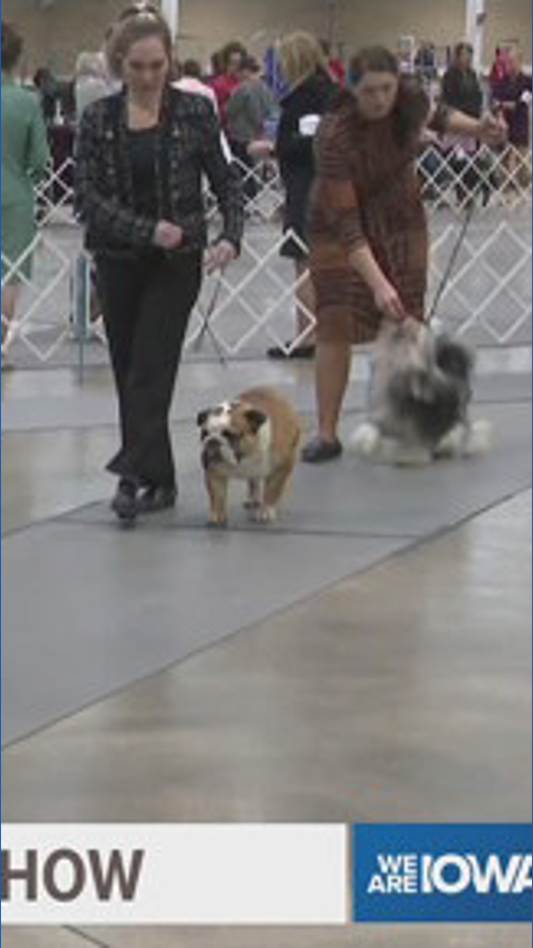 Furry friends compete at the Cyclone Country Kennel Club All Breed Dog ...