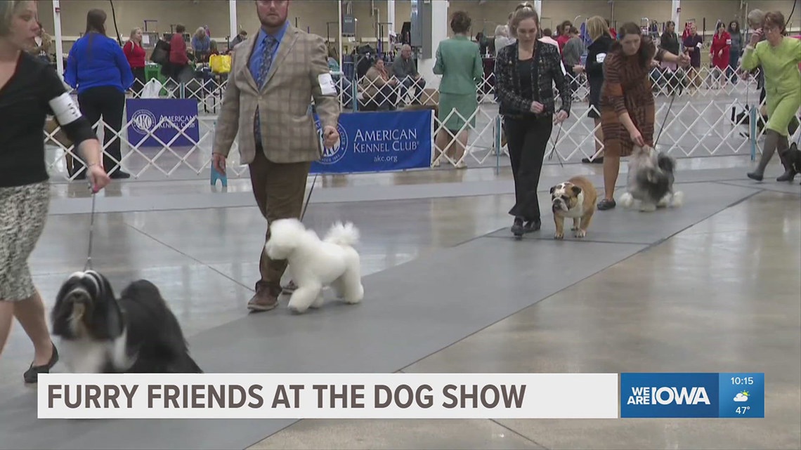 Furry friends compete at the Cyclone Country Kennel Club All Breed Dog ...