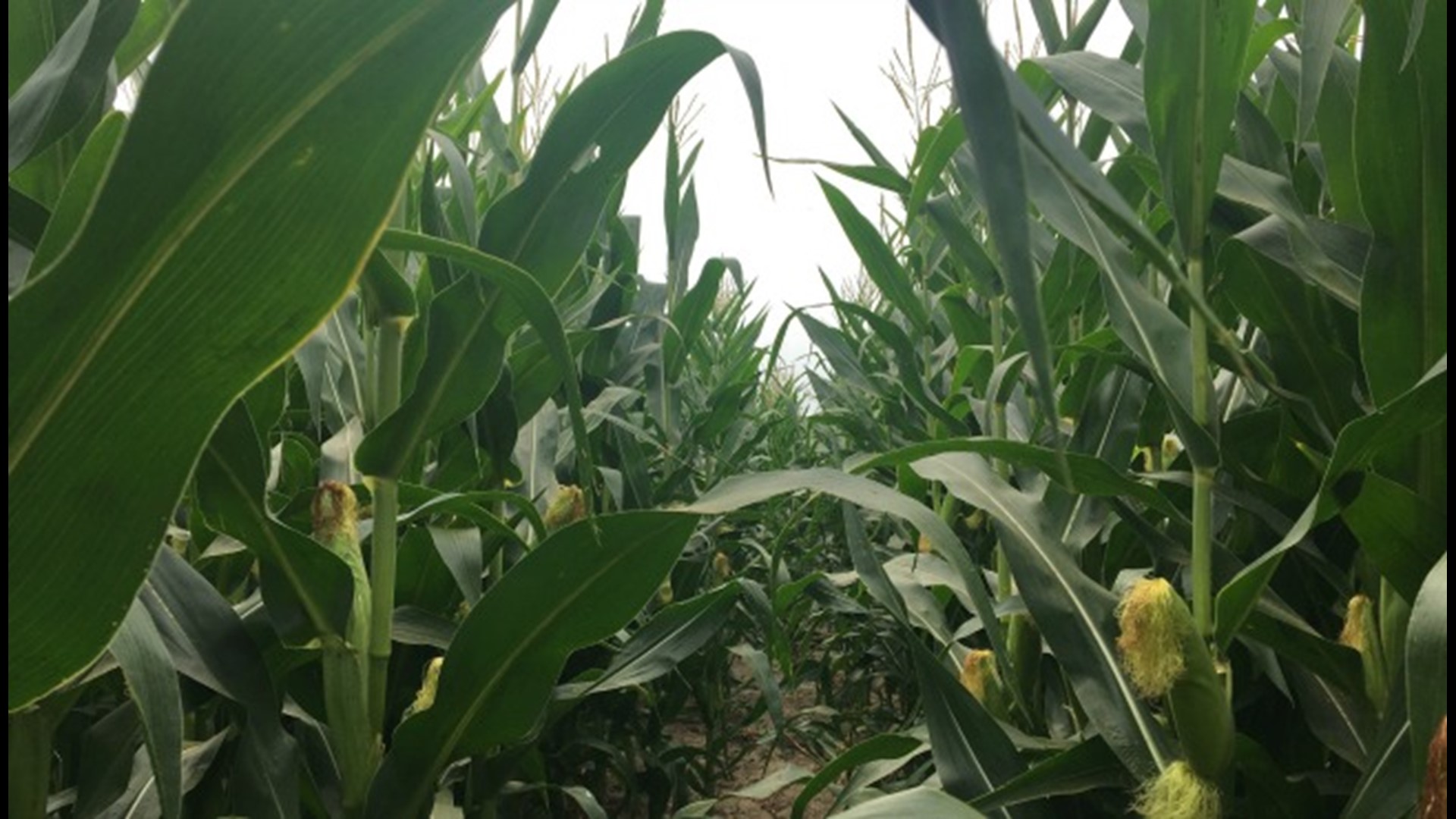 US House passes first farm bill in 8 years, year-round E15 legislation ...