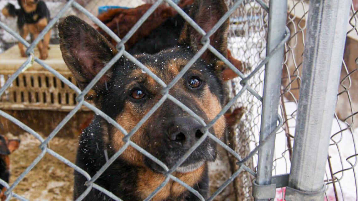 ARL rescues more than 40 dogs from Marengo | weareiowa.com