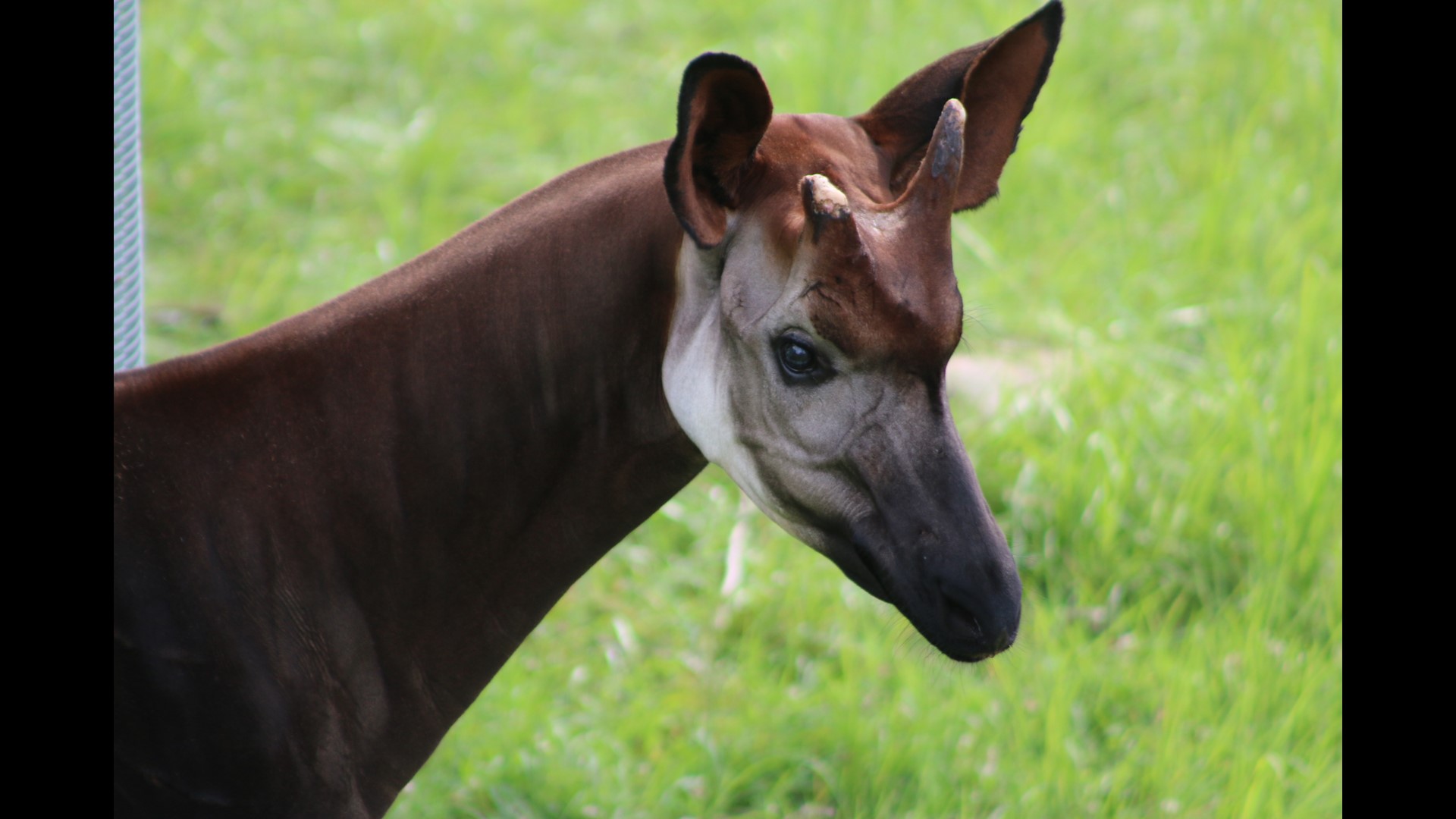 Blank Park Zoo euthanizes okapi following injuries sustained on Friday ...