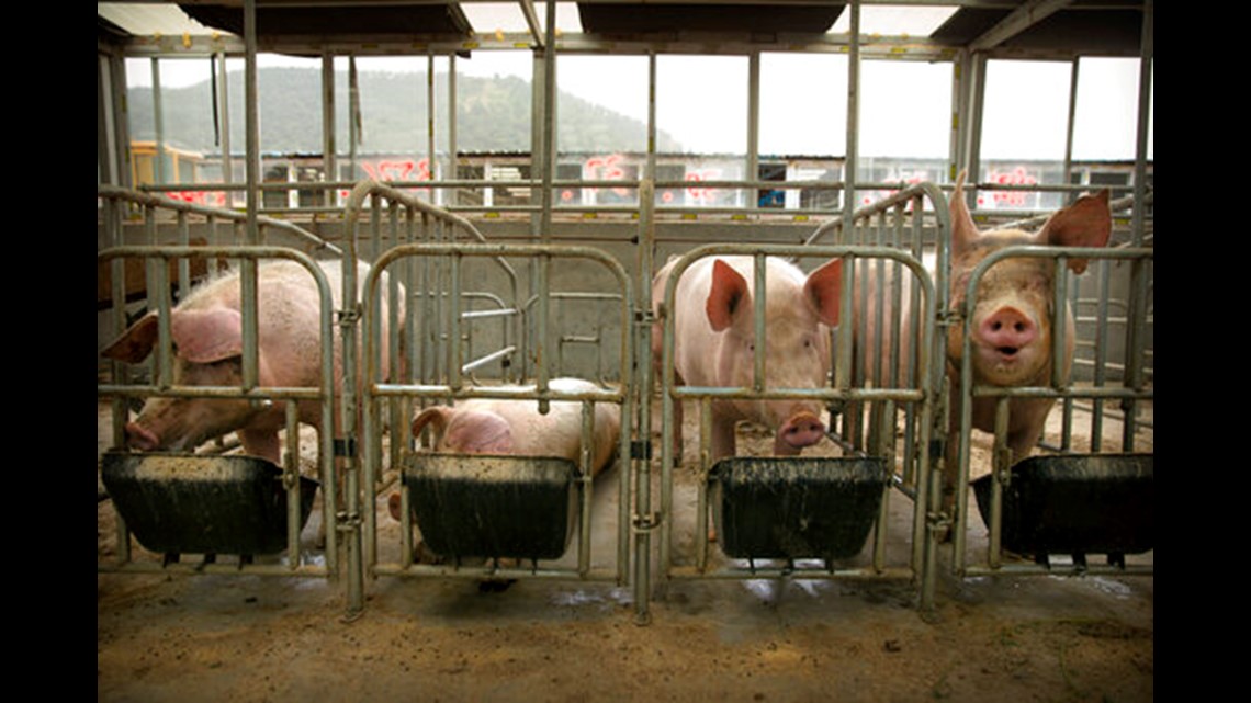 Pork slaughter rules give companies more food safety tasks | weareiowa.com