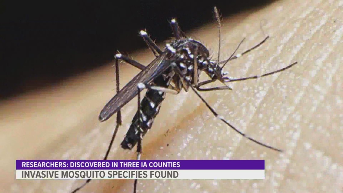 Invasive mosquito species taking root in 3 Iowa counties | weareiowa.com