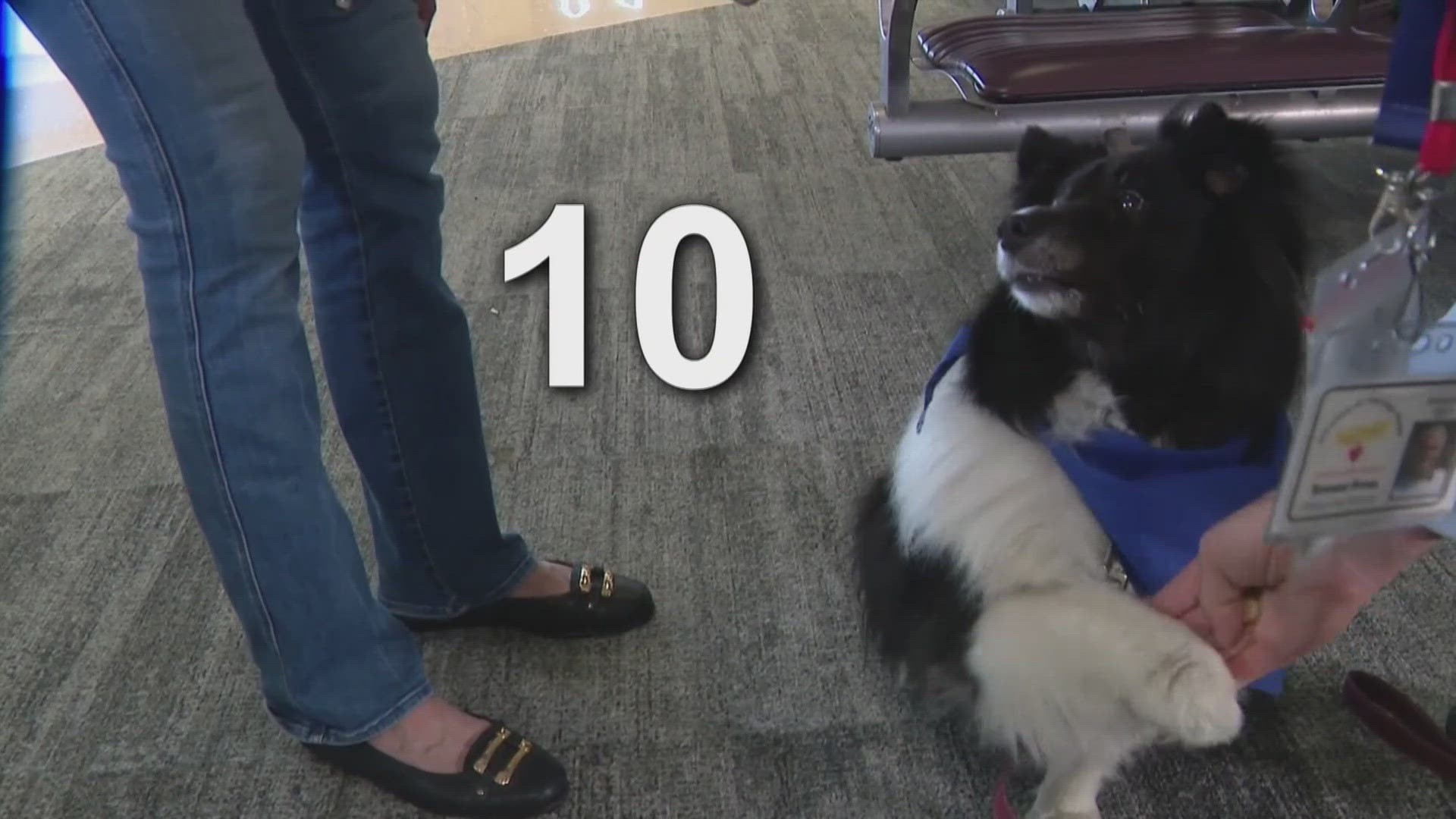 New York therapy dogs surprise airport visitors with math knowledge ...