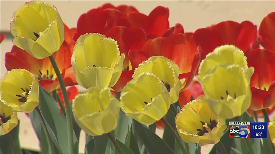 Pella Tulips In Full Bloom Despite Festival Cancellation Weareiowa