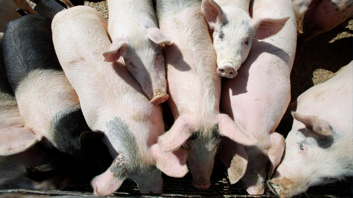 Iowa eradicates pseudorabies from swine facility | wqad.com