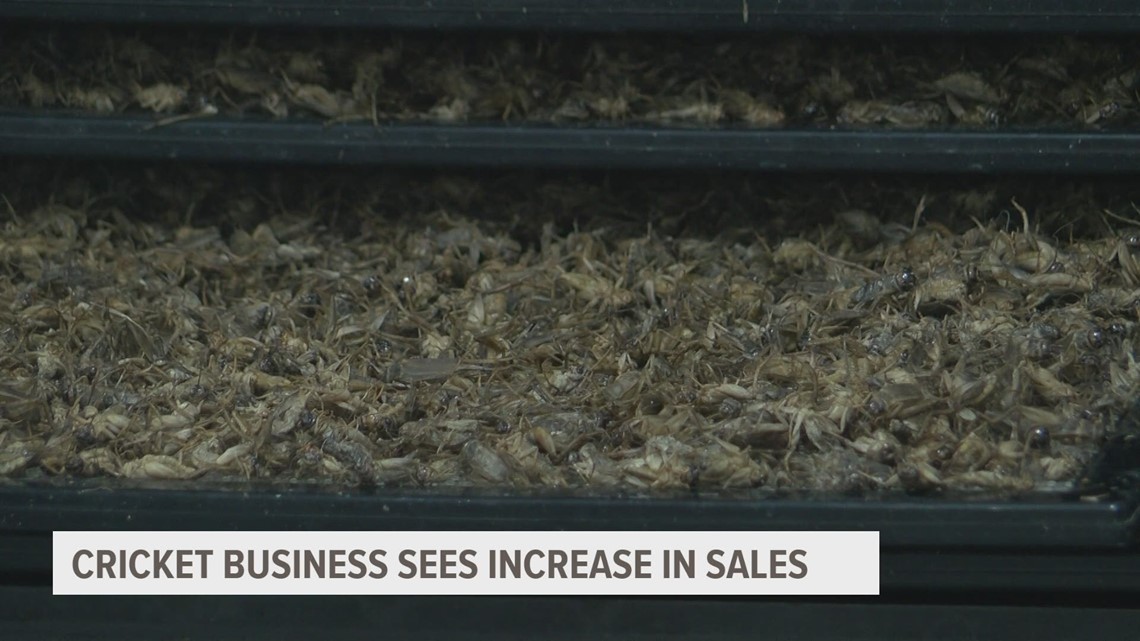 Small business' cricket-based food products jump into 22 stores ...