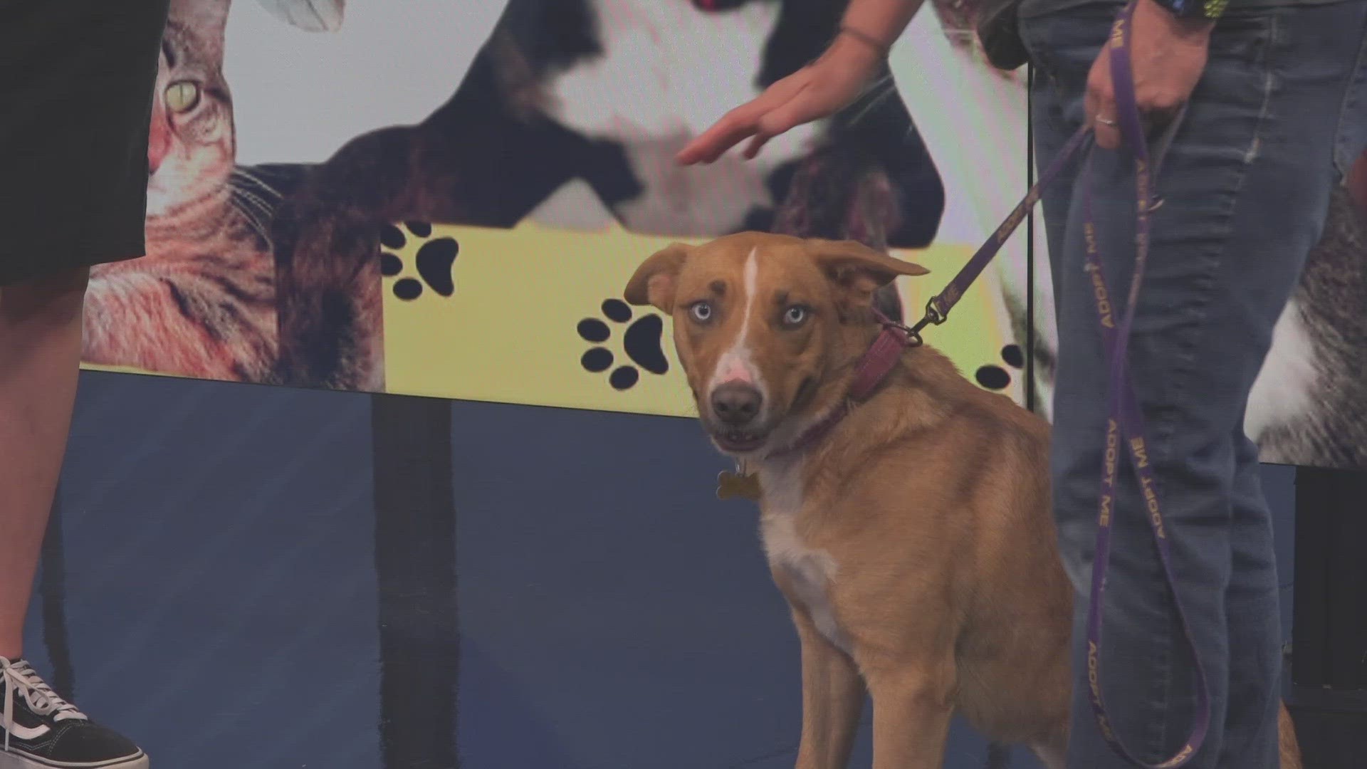 AHeinz 57 Shows Off Sweet Dog Looking For New Home Weareiowa AHeinz 57 Shows Off Sweet Dog Looking For New Home Weareiowa