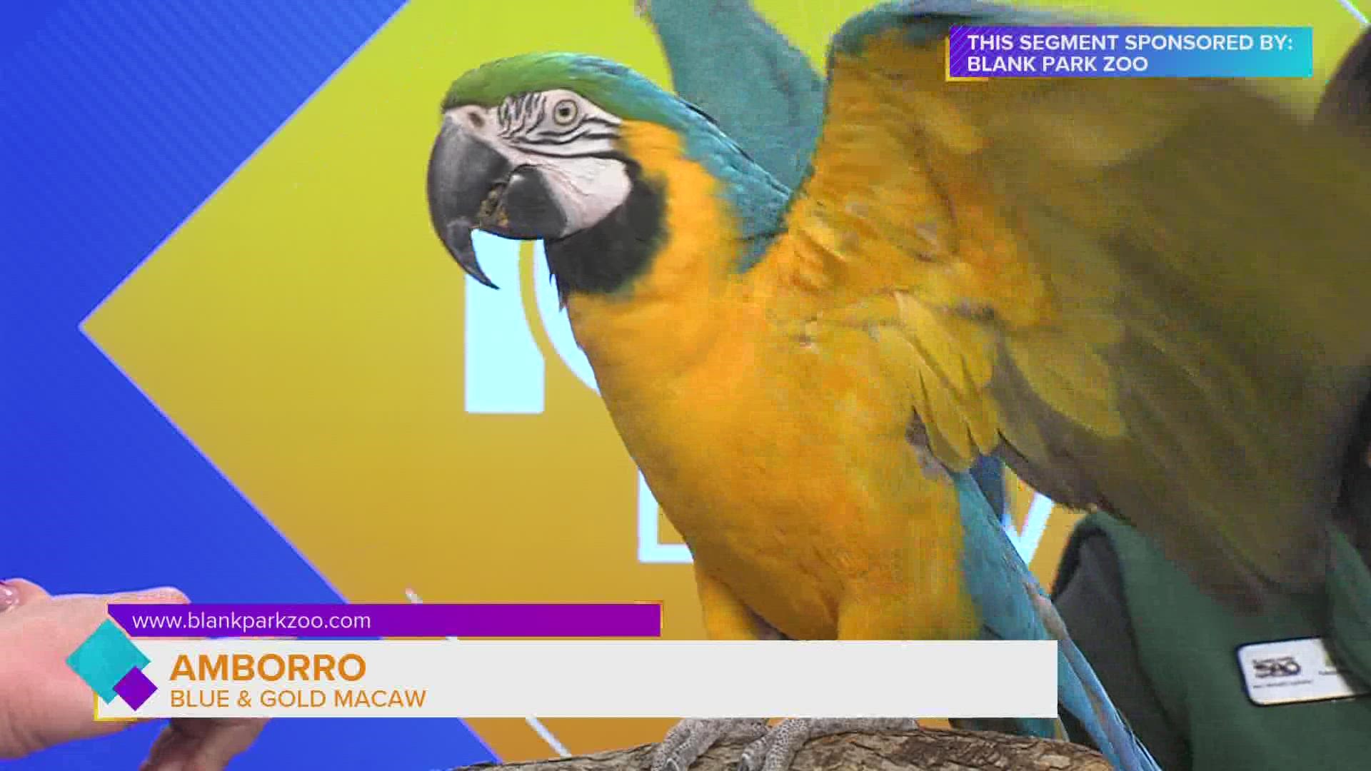 Amborro, the Blue & Gold Macaw, in studio showing off his colors ...