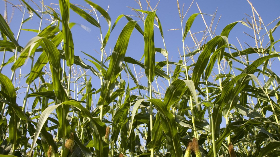 US farmers to see record corn yield, challenge in profits | weareiowa.com