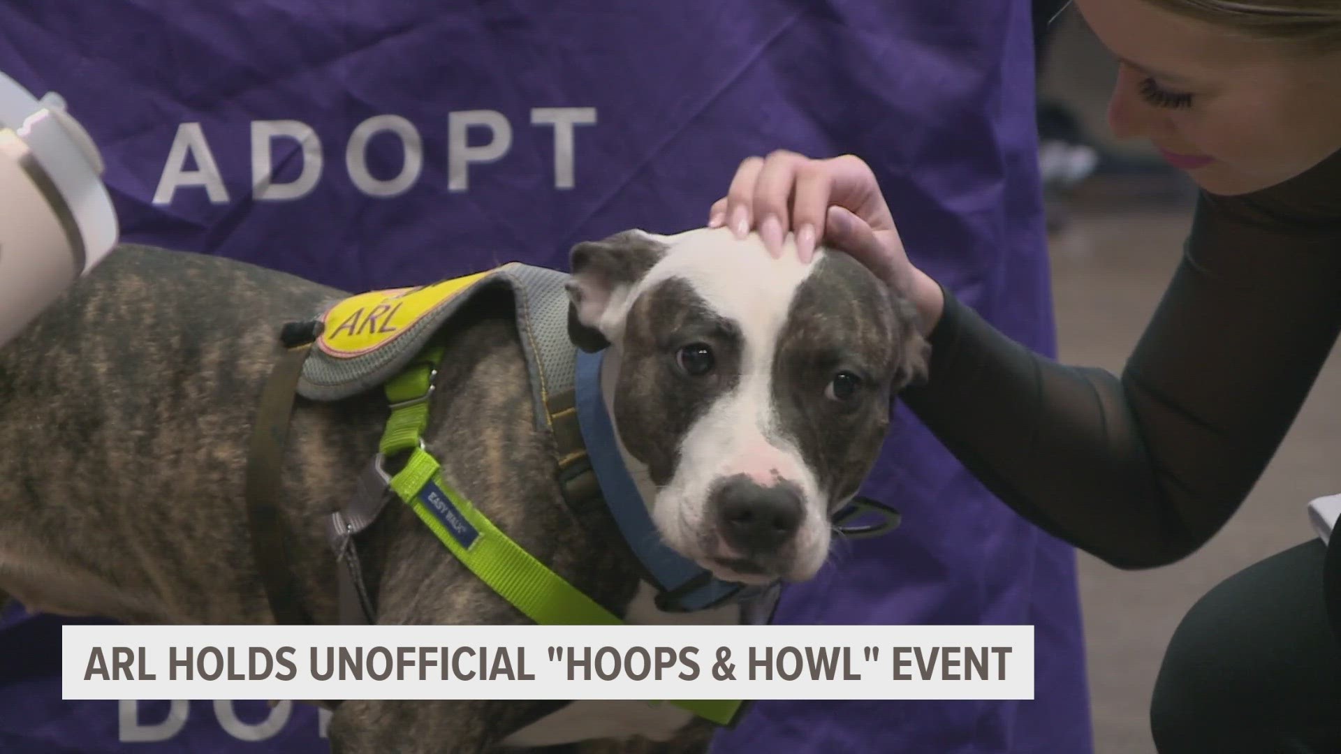 Animal Rescue League hosts unofficial 'Hoops & Howl' event | weareiowa.com
