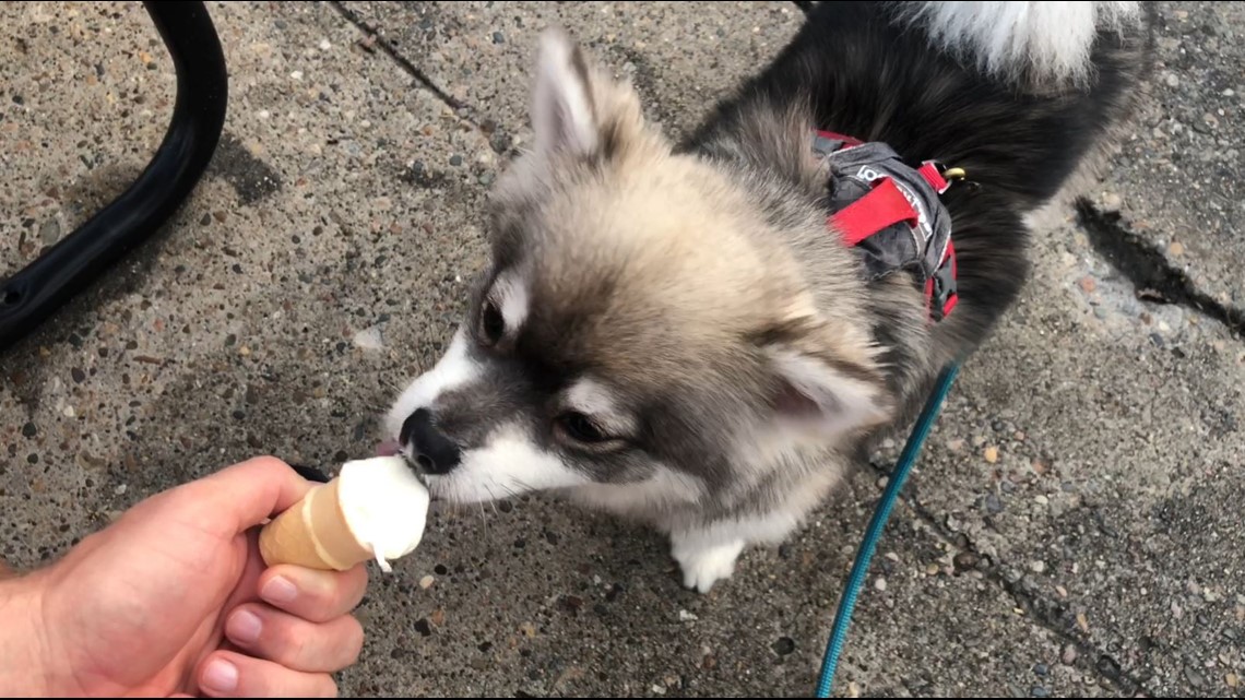 Enjoying puppy cones with Jack-Jack the Pomsky | weareiowa.com
