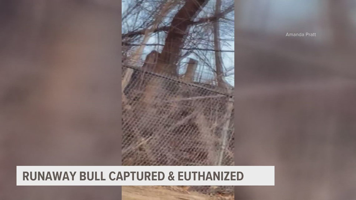 Bull escapes from Iowa State Fairgrounds before being euthanized ...