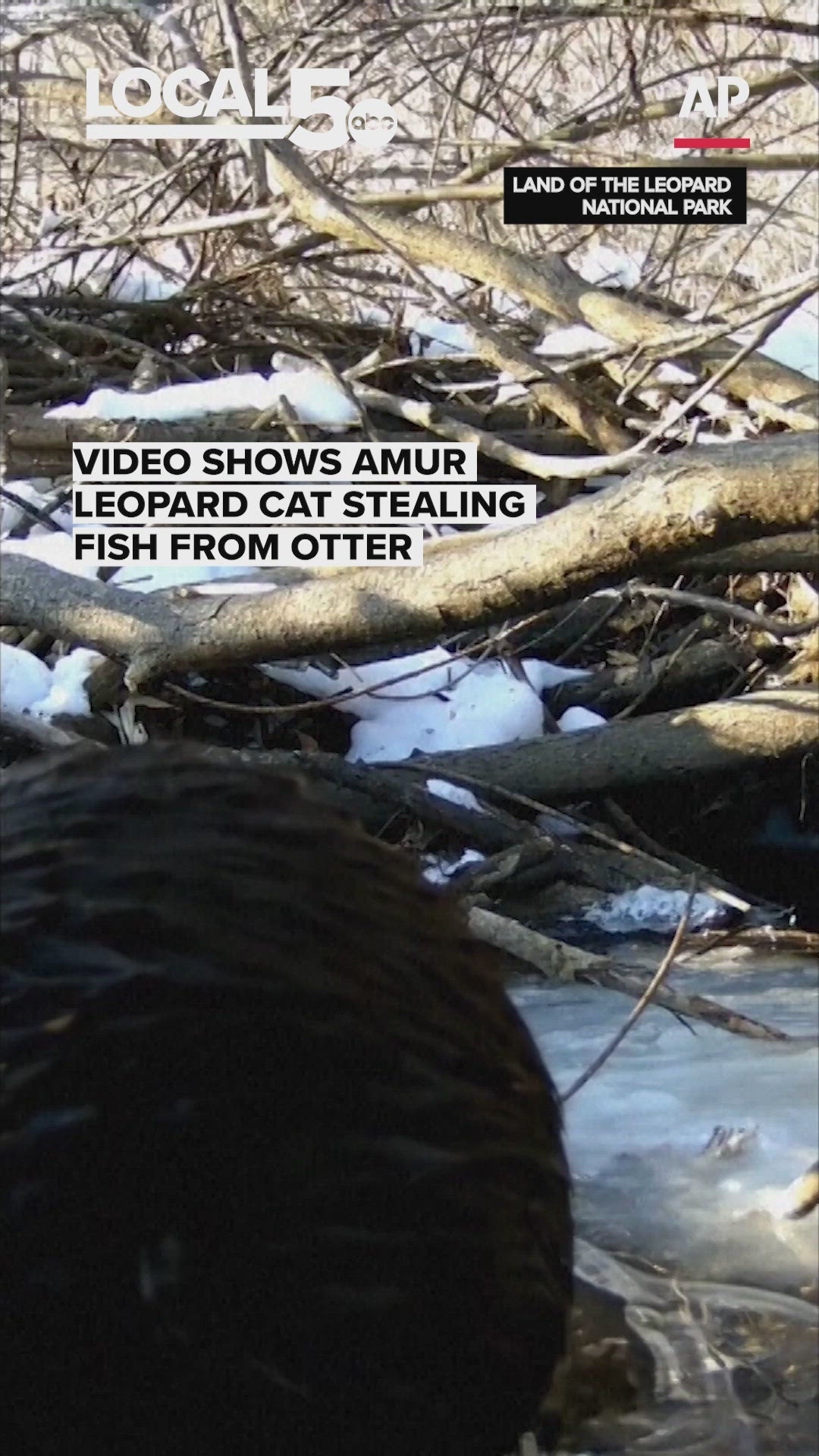 Video shows amur leopard cat stealing fish from otter | weareiowa.com
