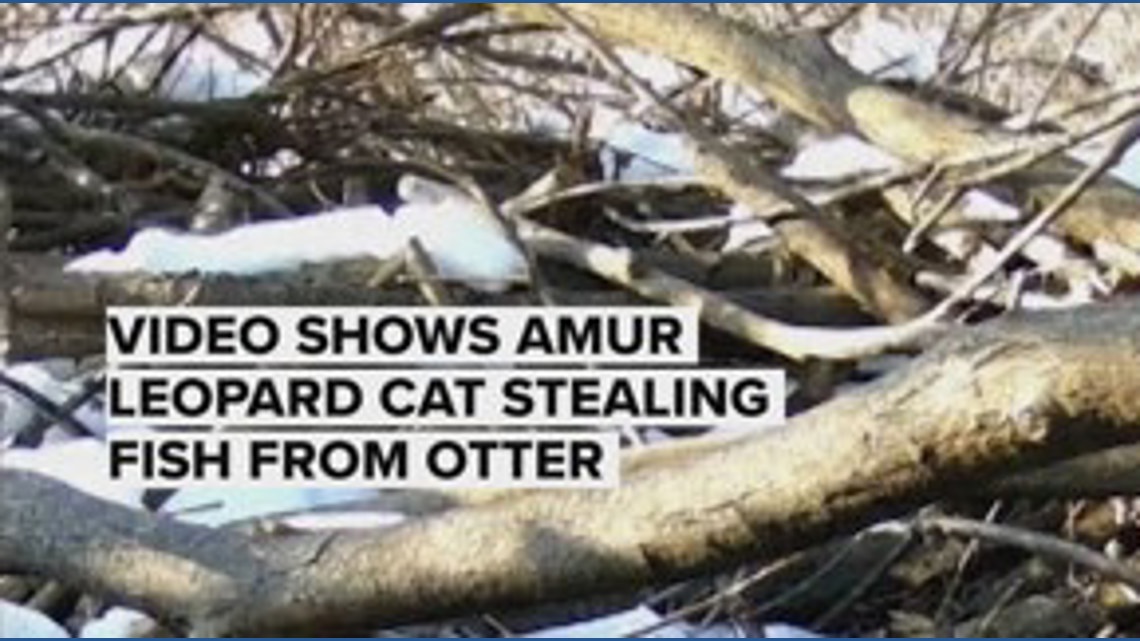 Video shows amur leopard cat stealing fish from otter | weareiowa.com