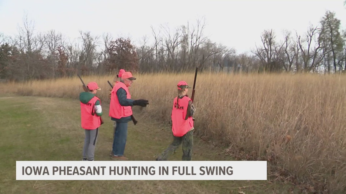 Pheasant hunting returns to Iowa this fall | weareiowa.com