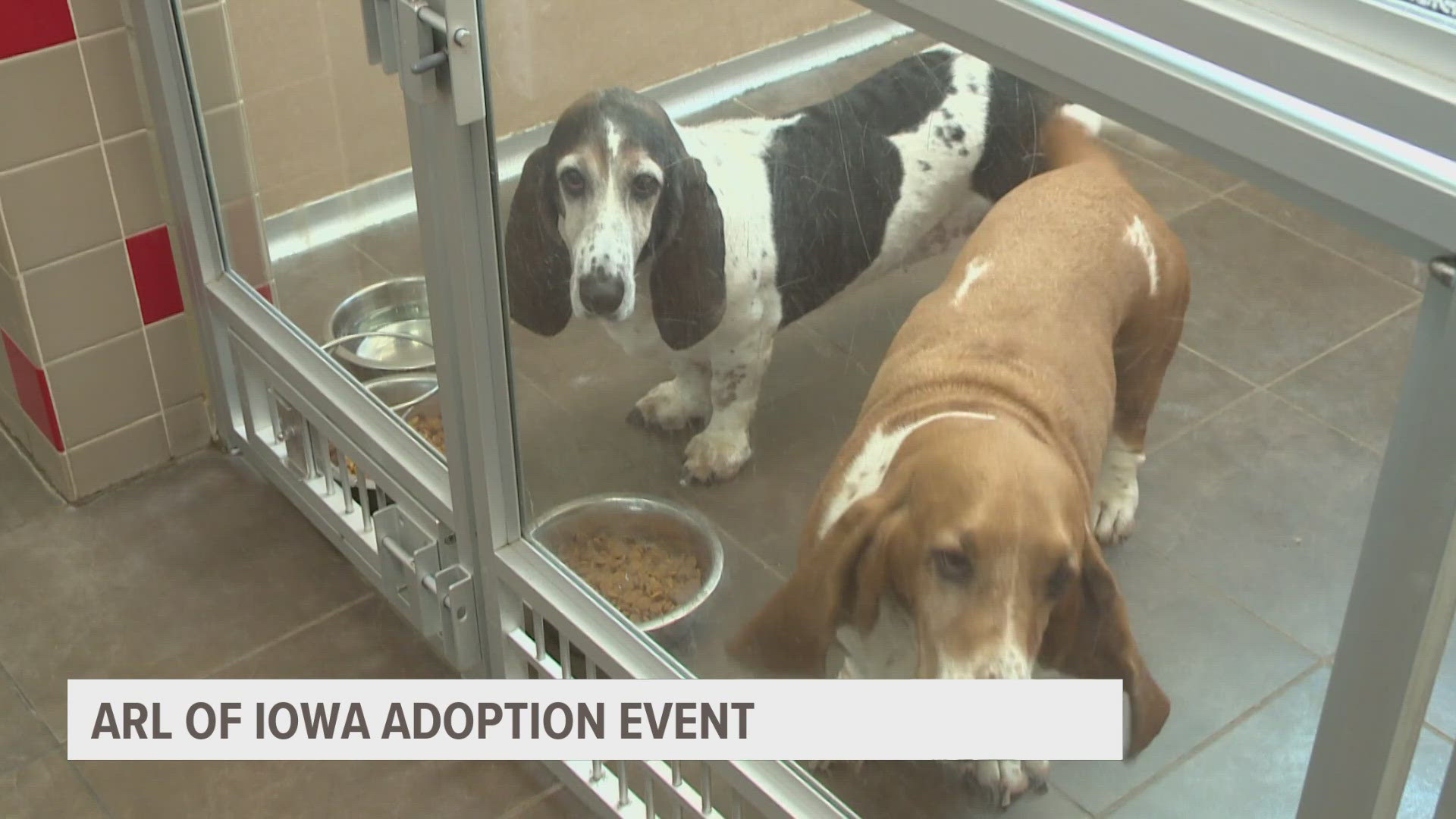Animal Rescue League of Iowa hosting adoption event through July 7 ...